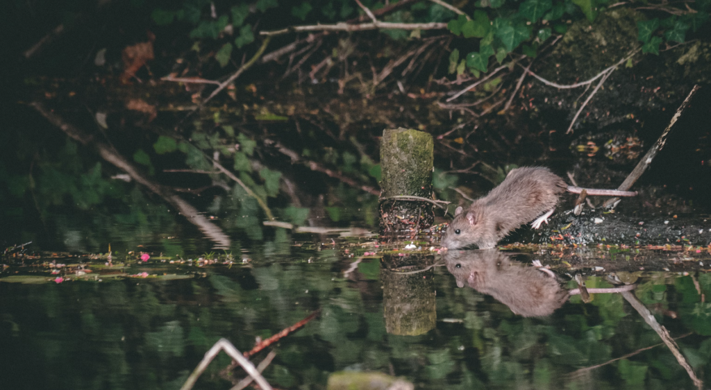 Dealing with Dead Rat Smells: Hazards and Solutions - Sarkman