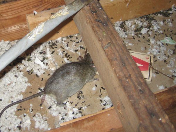 Dealing with Dead Rat Smells: Hazards and Solutions - Sarkman