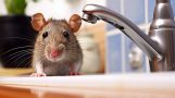 Dealing with Dead Rat Smells: Hazards and Solutions - Sarkman
