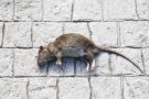 Dealing with Dead Rat Smells: Hazards and Solutions - Sarkman