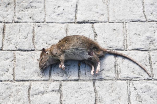 Dealing with Dead Rat Smells: Hazards and Solutions - Sarkman